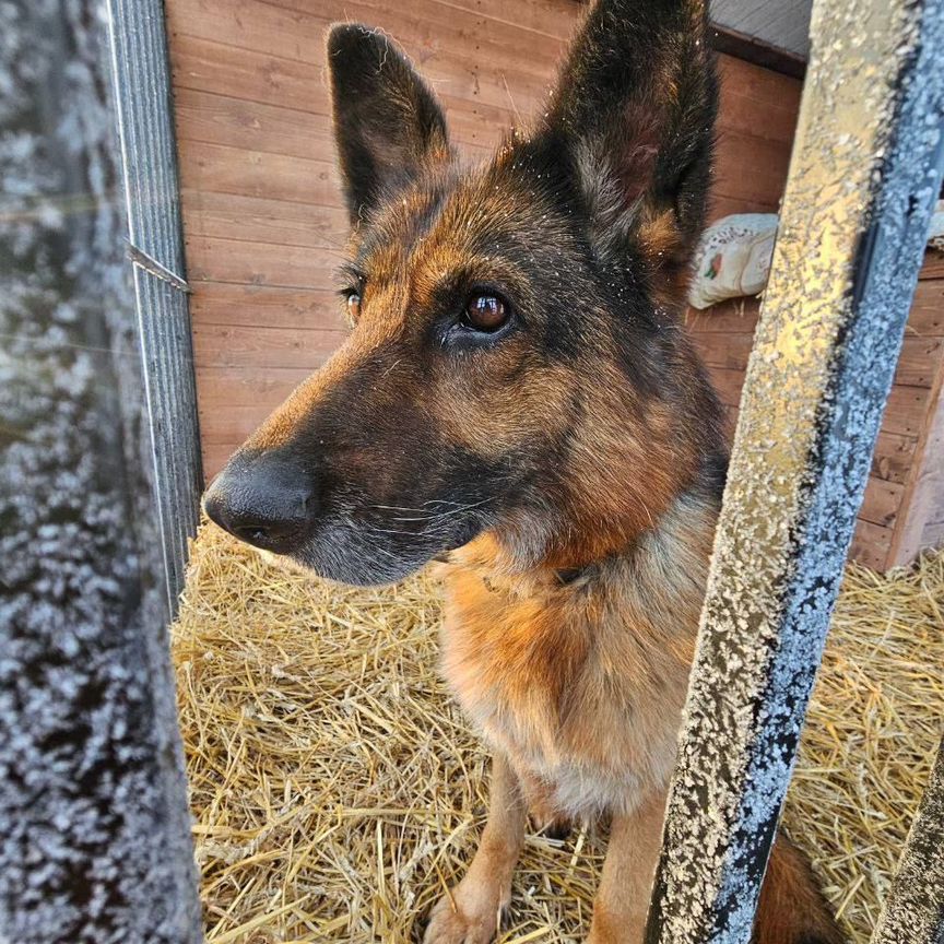 Немецкая овчарка, взрослая собака