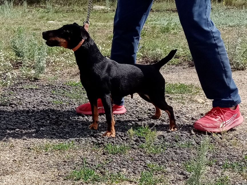 Щенки ягдтерьера