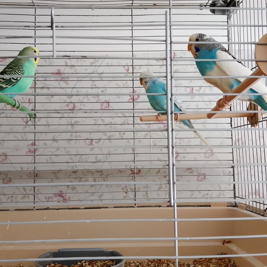 Волнистики