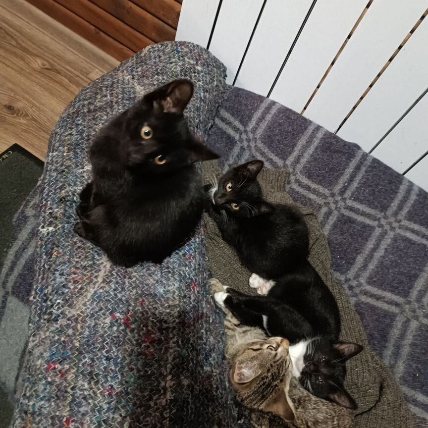 Котята в добрые руки приучены к лотку