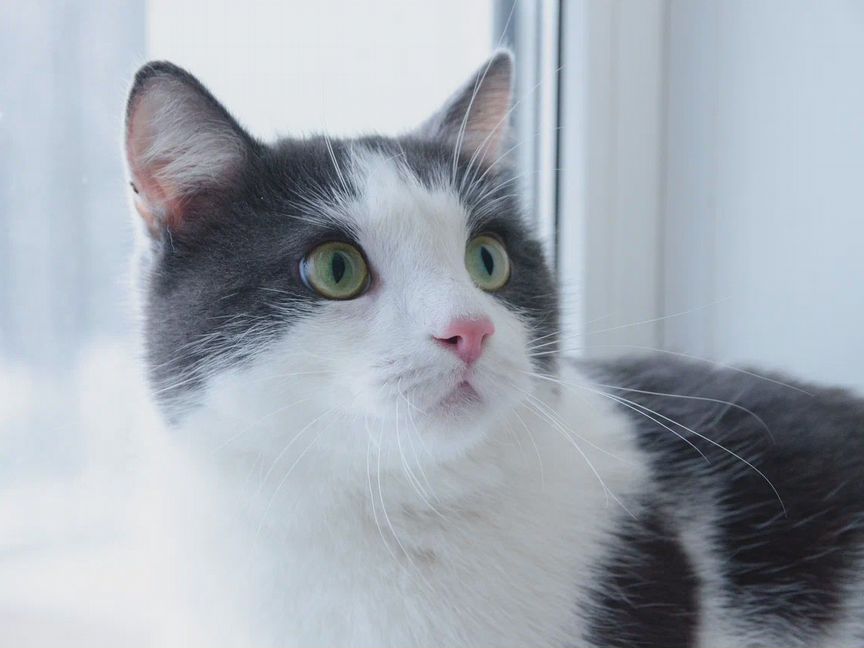 Кот Степан живёт в институте со ран