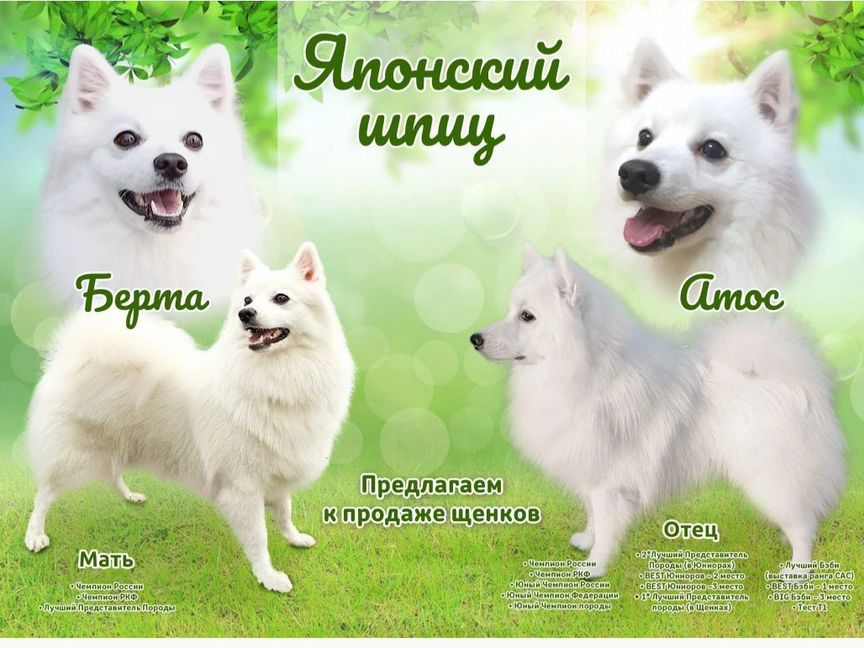 Щенки японского шпица