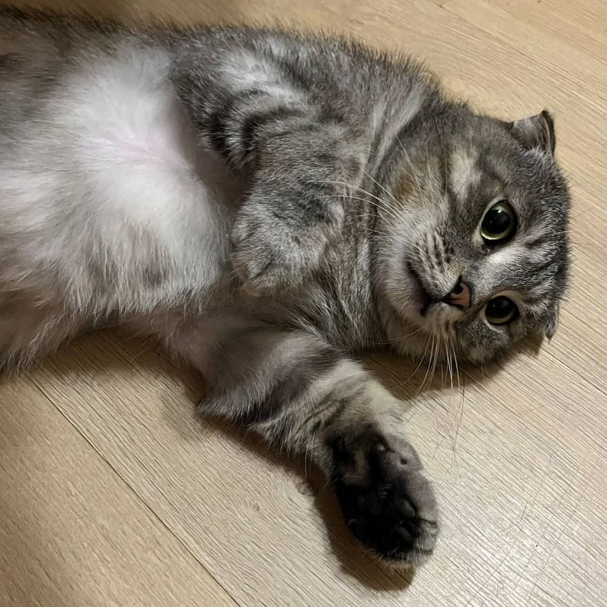 Вислоухий кот, британец