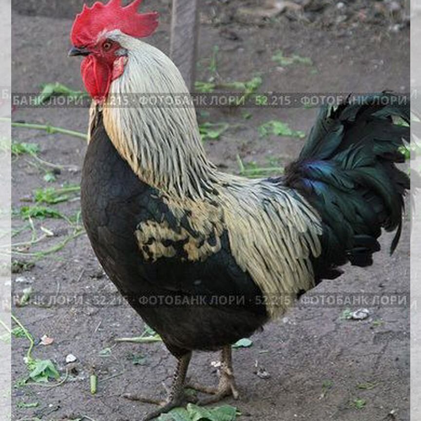 Петухи красивые