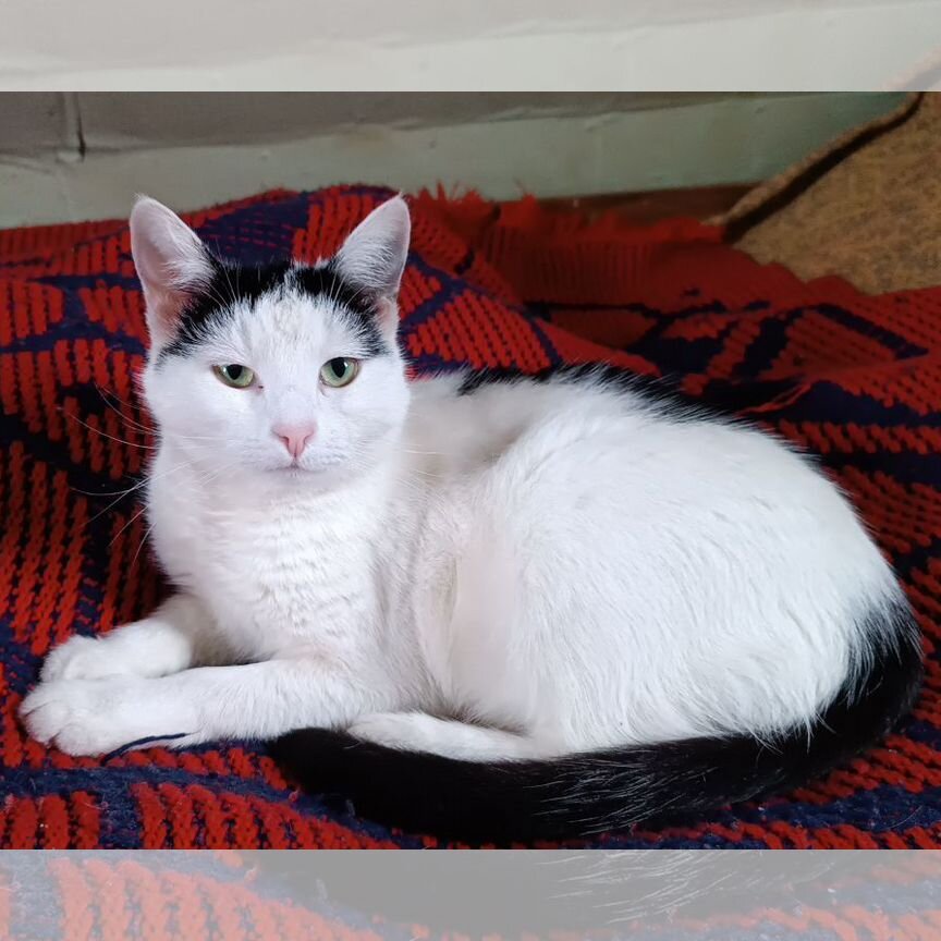 Взрослая кошка в добрые руки