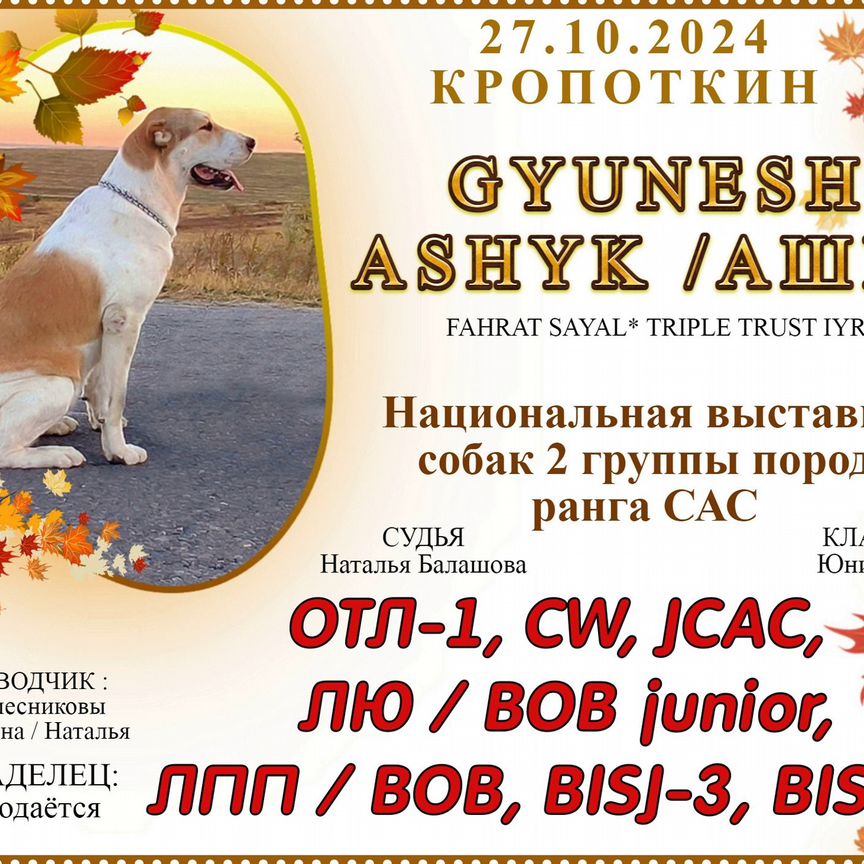 Девчонки сао для души, выставок и в разведение