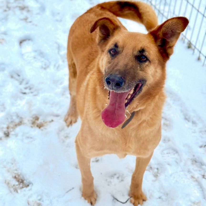 Собака в добрые руки