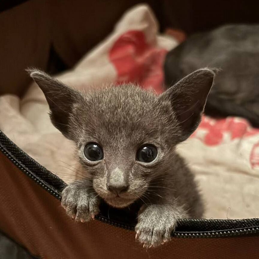 Ориентальный котёнок