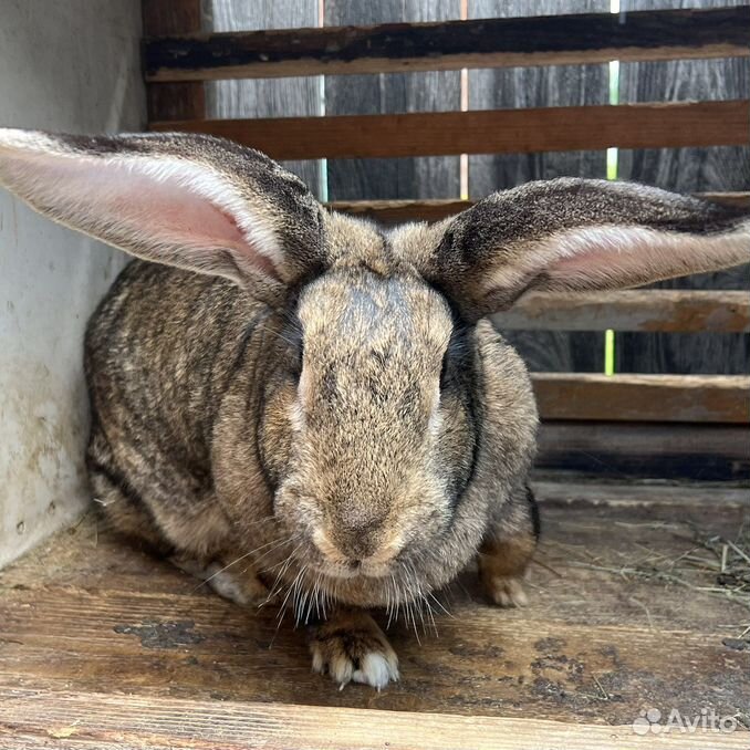 Самка кролика (мясная порода)
