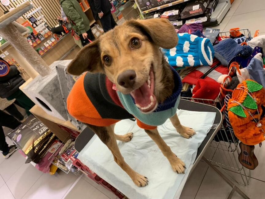 Собачка в добрые руки