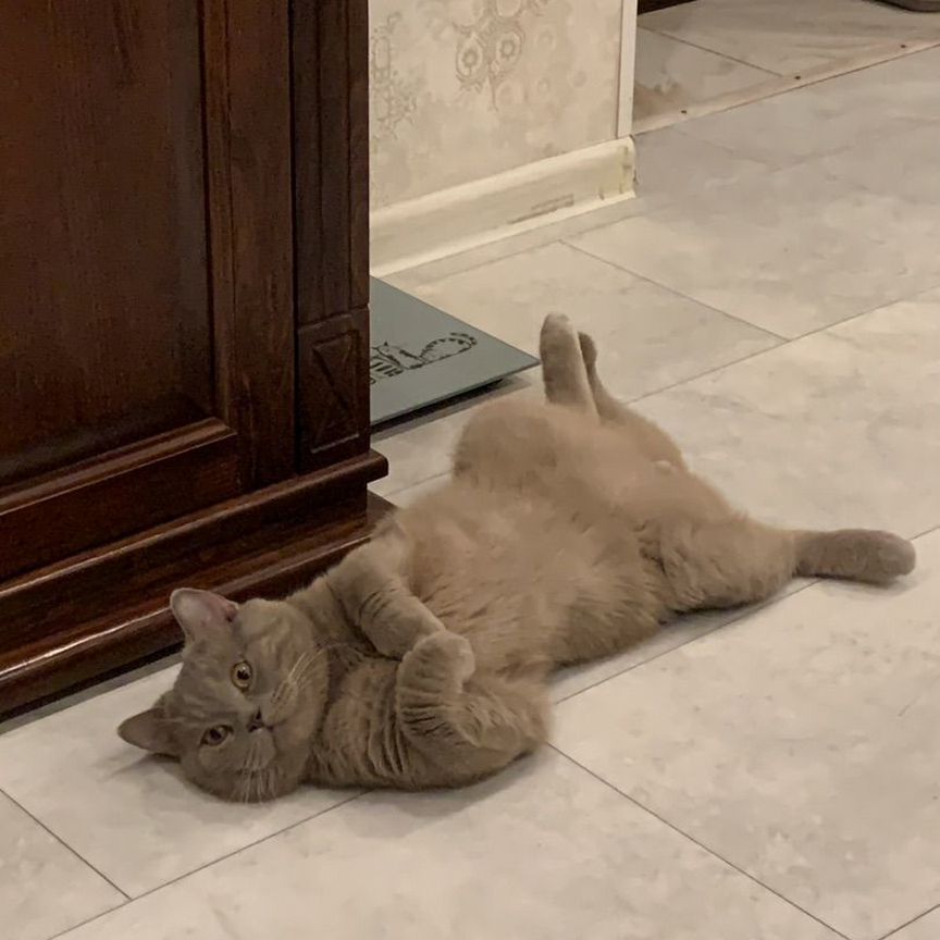 Шотландский кот