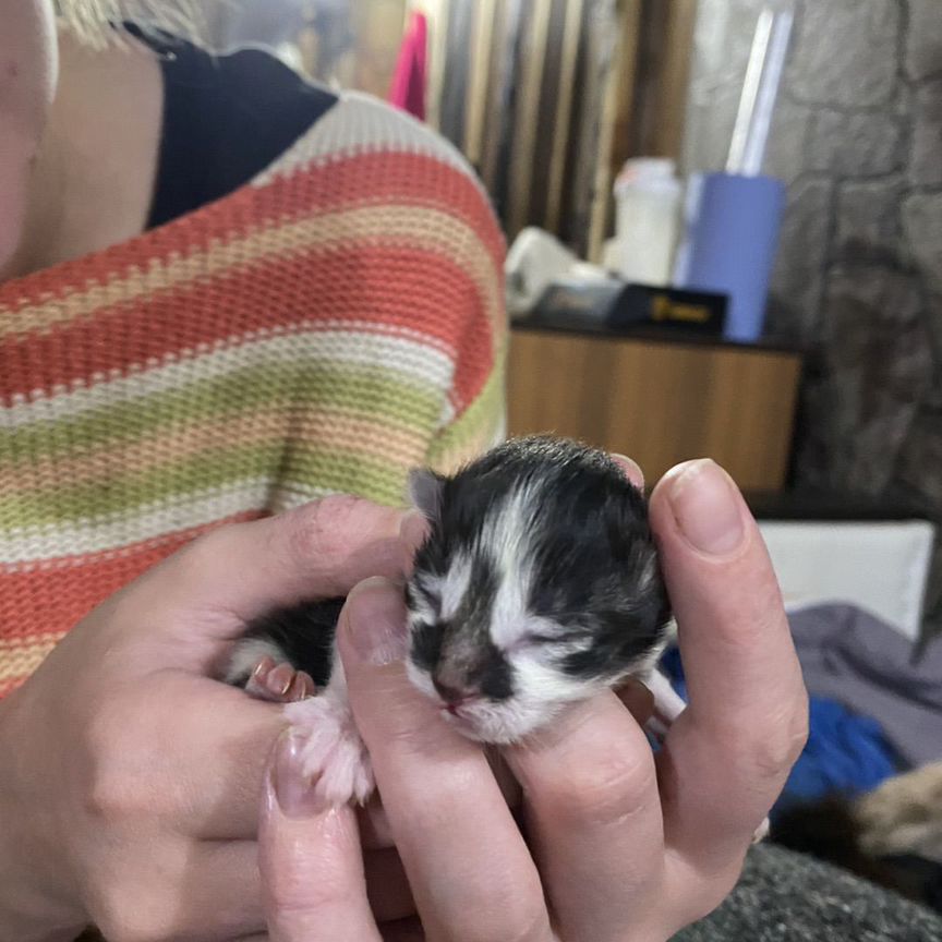 Котята бесплатно