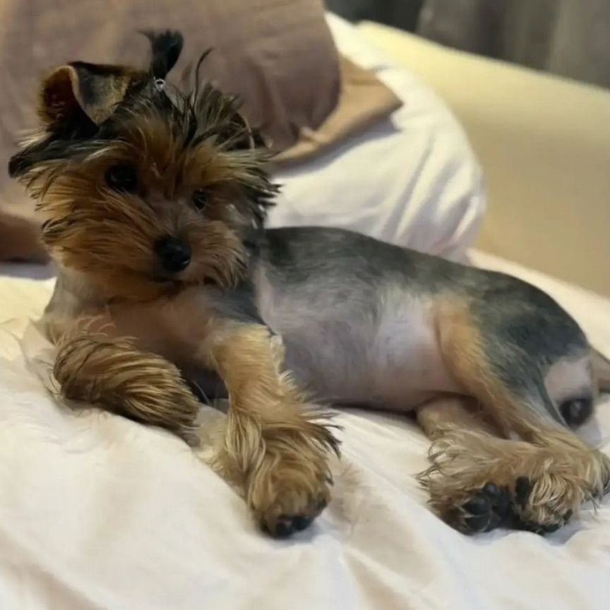 Йоркширский терьер, щенок