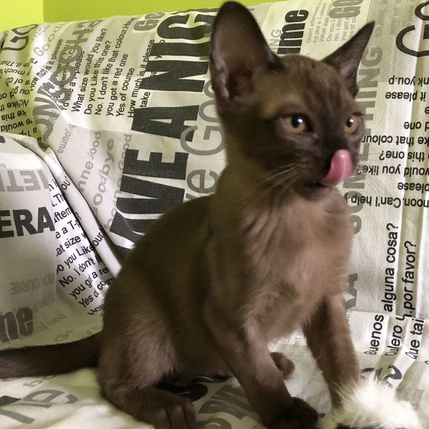 Бурманские котята