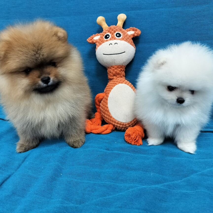 Щенки Шпица