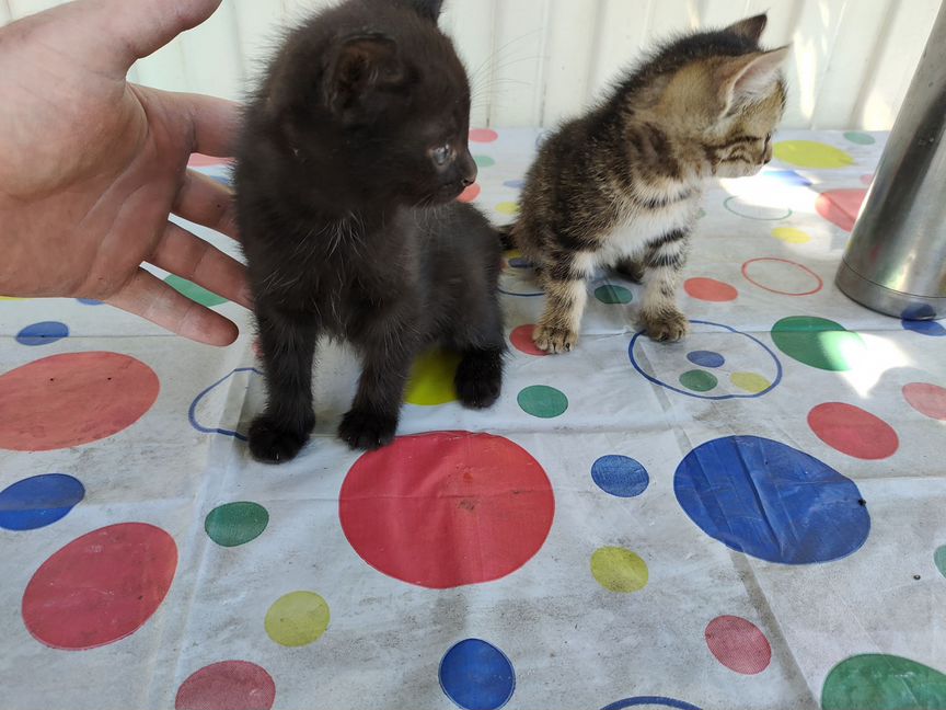 Домашние животные котята