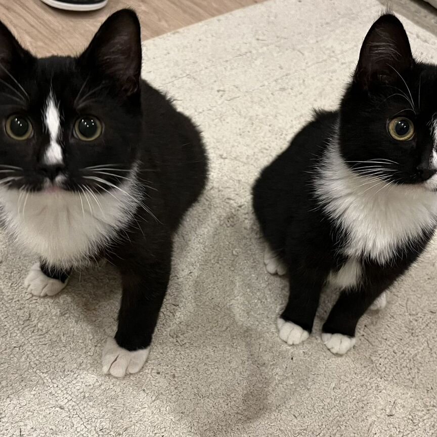 Отдам в хорошие руки кота и кошечку