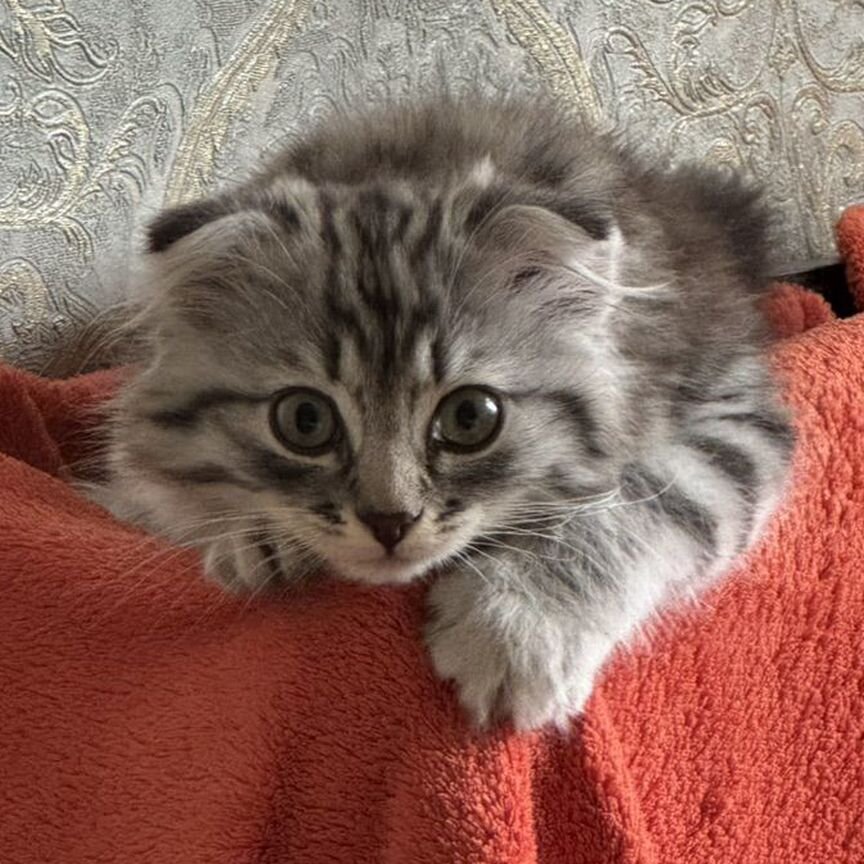 Котенок мальчик 2 месяца