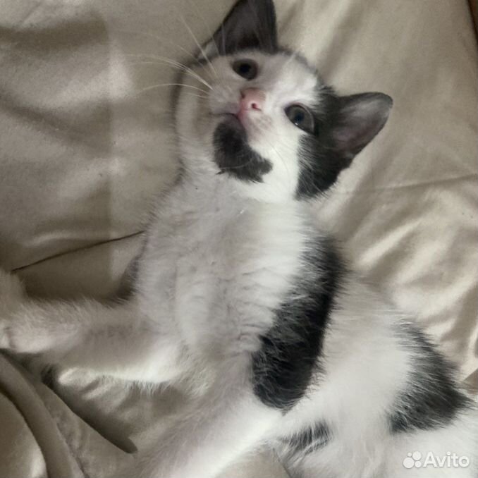 Котята 1 5 месяца две девочки 1 мальчик