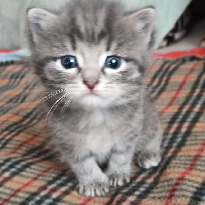 Котенок мальчик серый