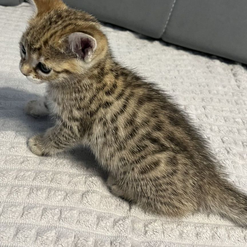 Бенгальская кошечка