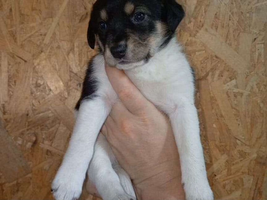 Щенки в добрые руки