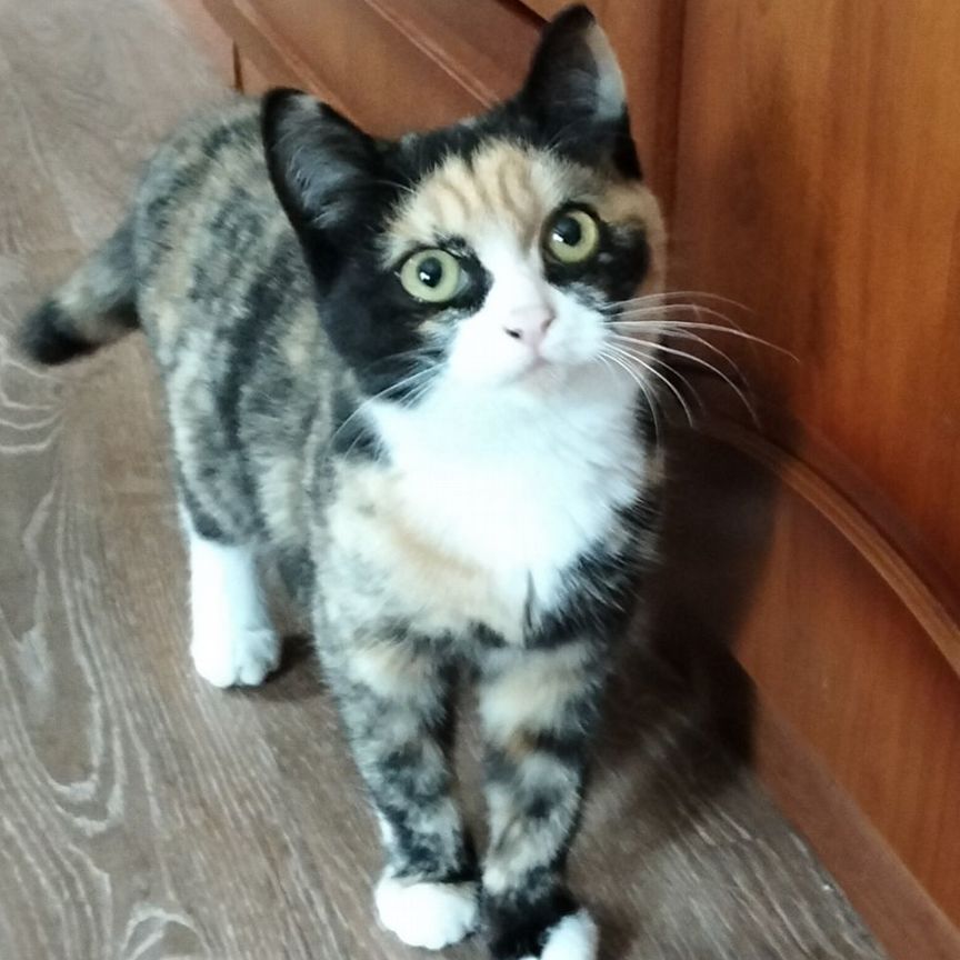 Кошечка