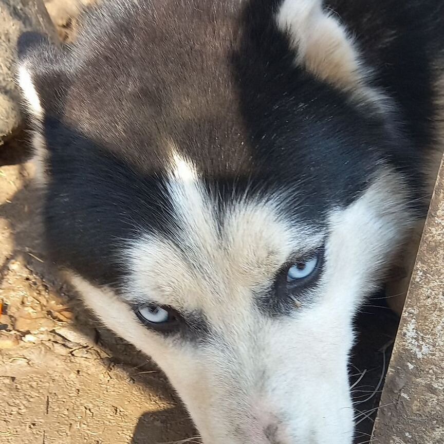 Хаски в добрые руки