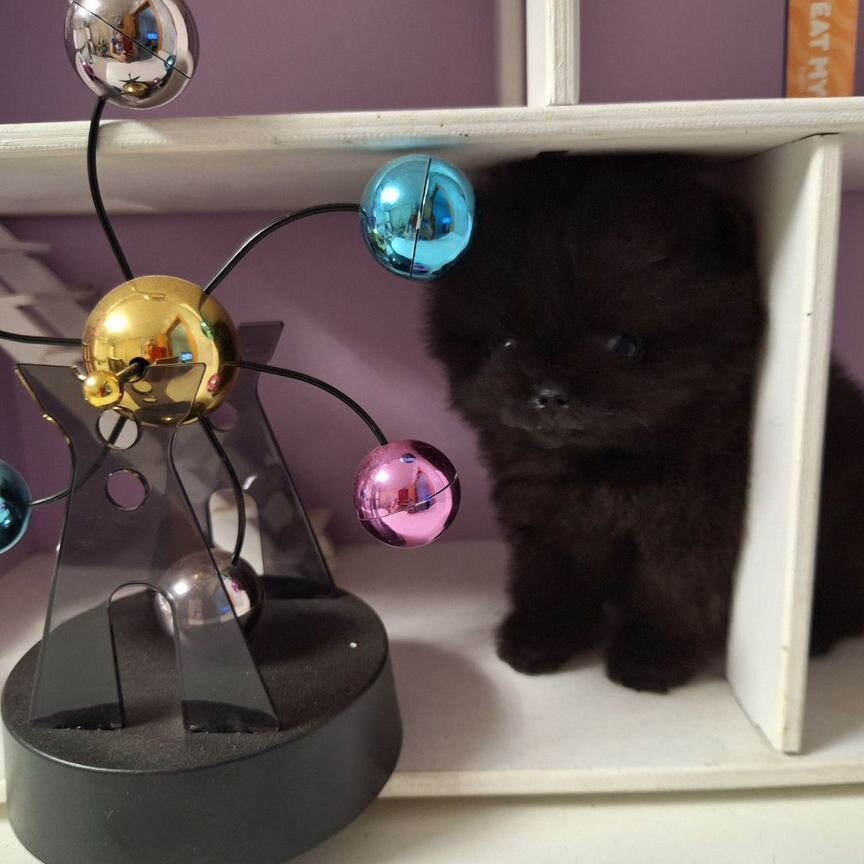 Мини шпиц чёрный мальчик