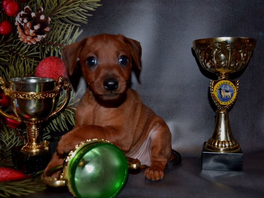 Великолепные рыжики с документами РКФ