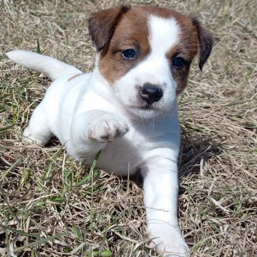Джек-рассел-терьер, щенок