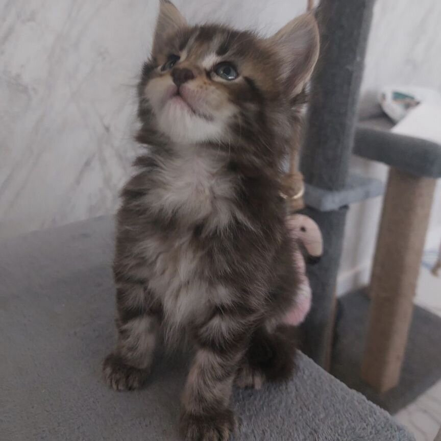 Мейн-кун котёнок