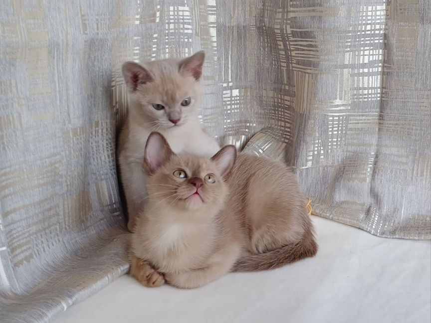 Бурманские котята