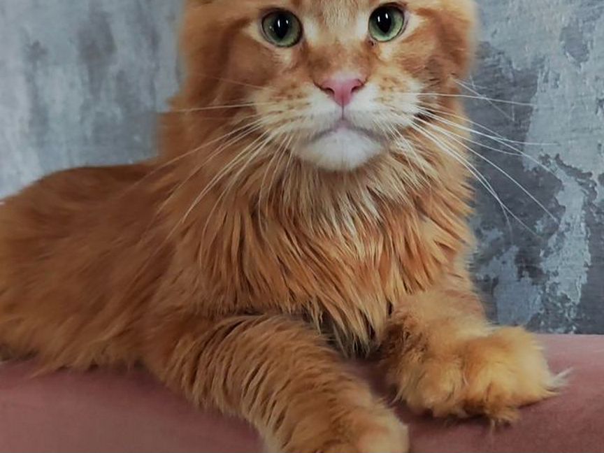 Котята мейн куны