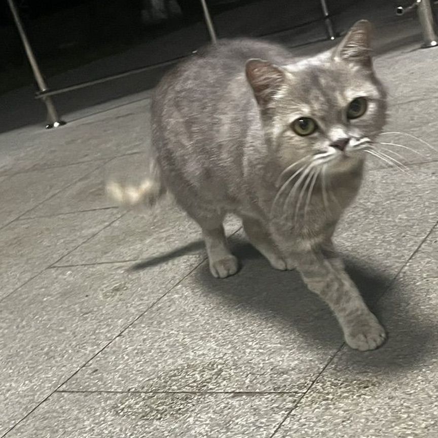 Кошка