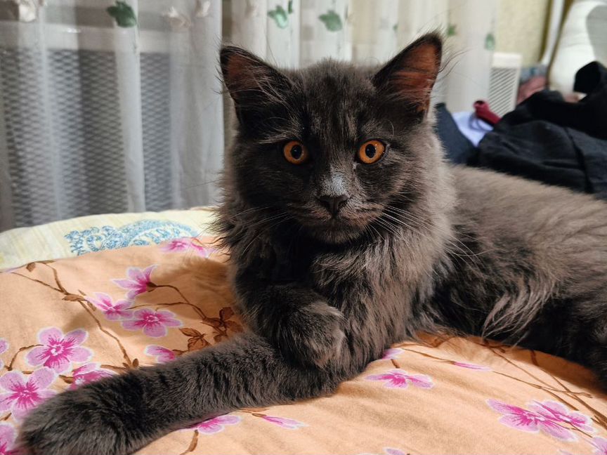 Кот Саша