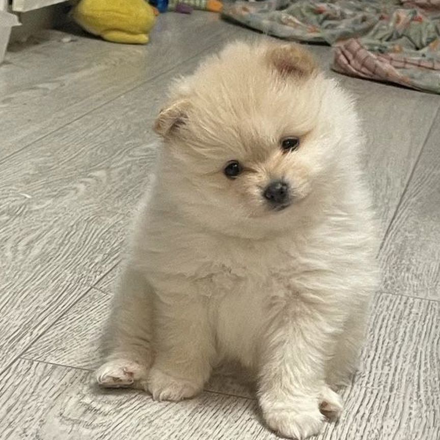 Померанский шпиц, щенок