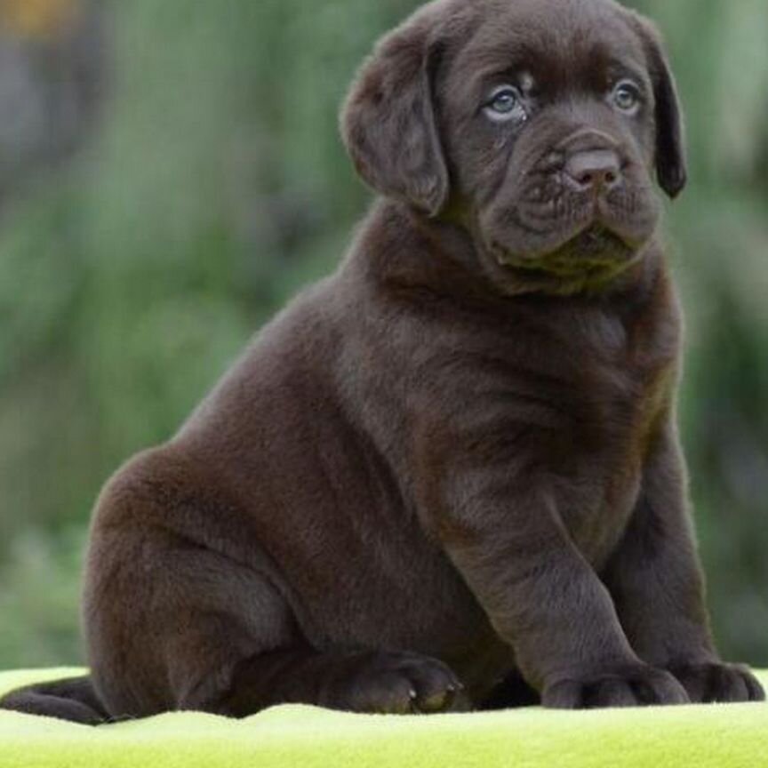 Лабрадор-ретривер, щенок