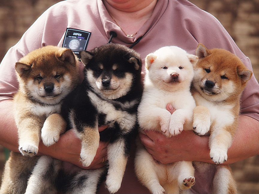 Супер малыши сиба из питомника