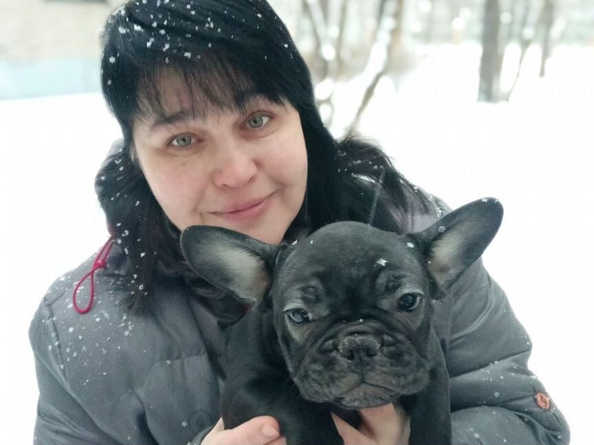 Абсалютно чёрная девочка Французский бульдог