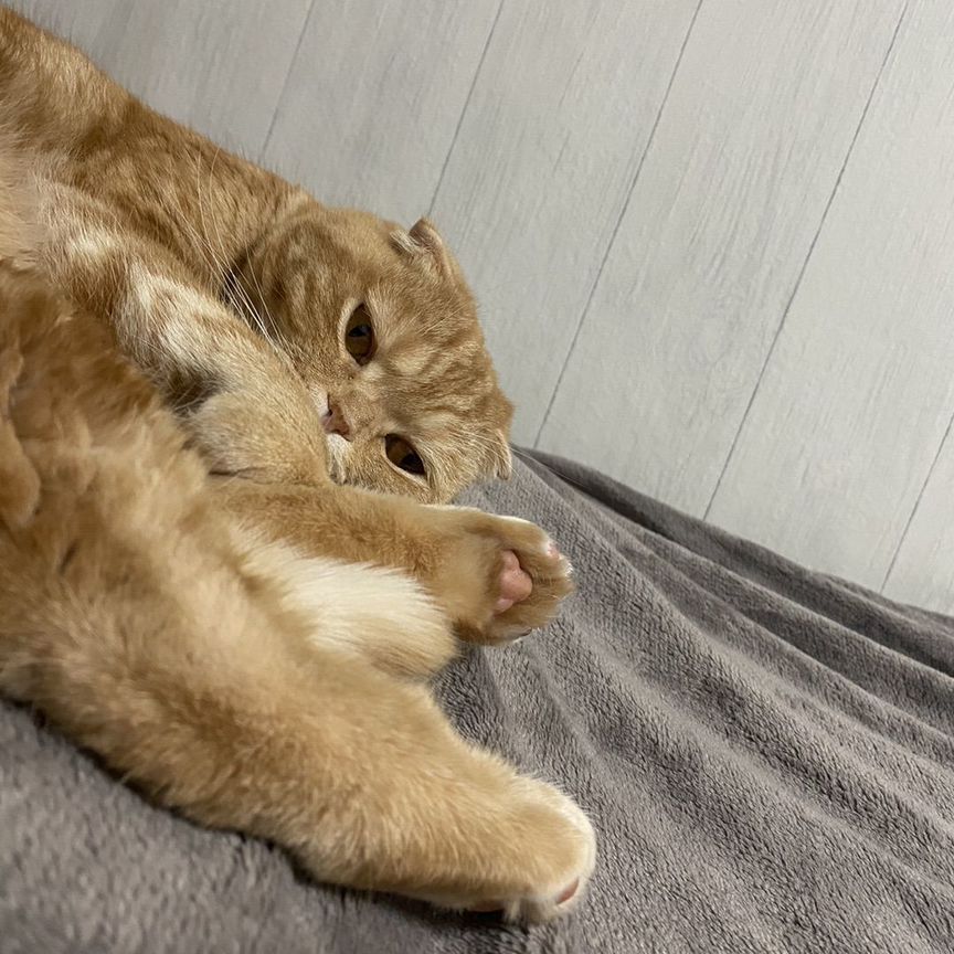 Шотландская кошка