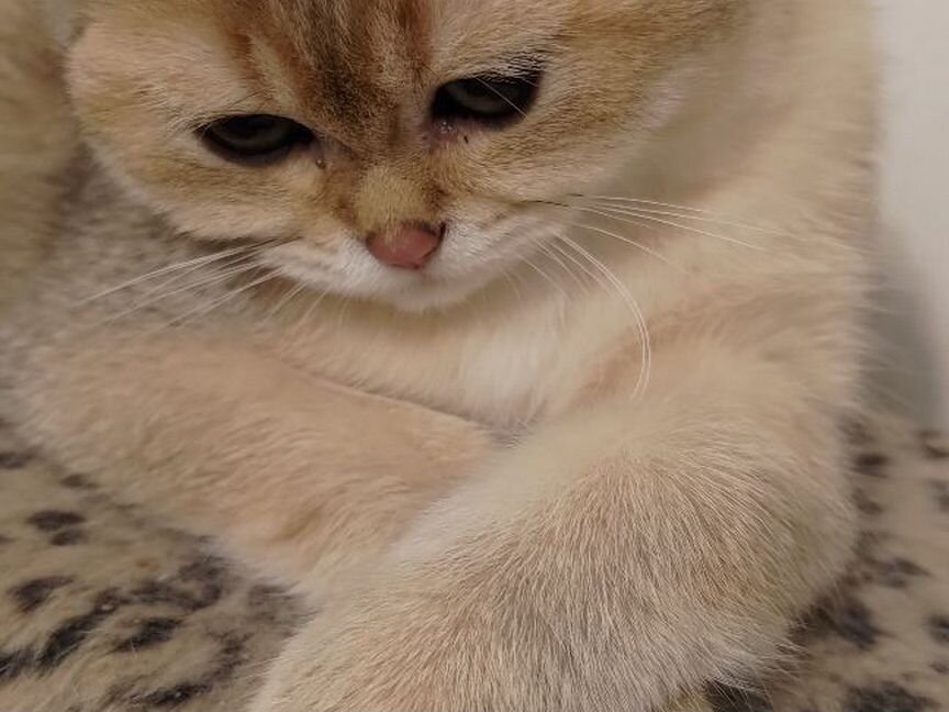 Британская шиншилла
