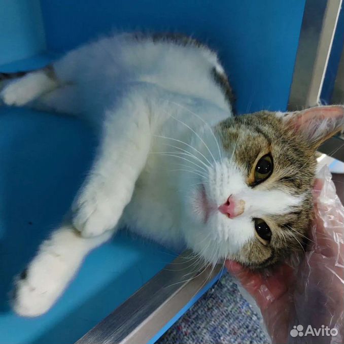 Плюша, котик, который получил шанс на жизнь