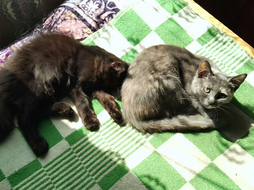 Котята девочки, возраст полгода