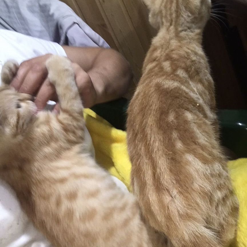 Котята отдам бесплатно