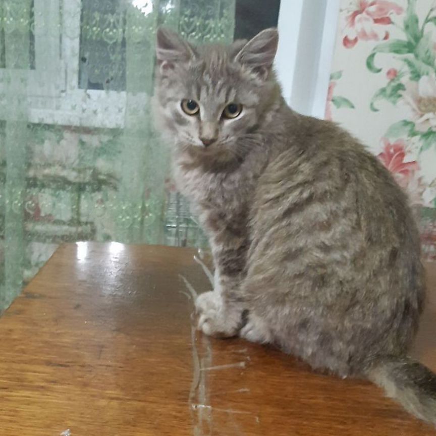 Котик