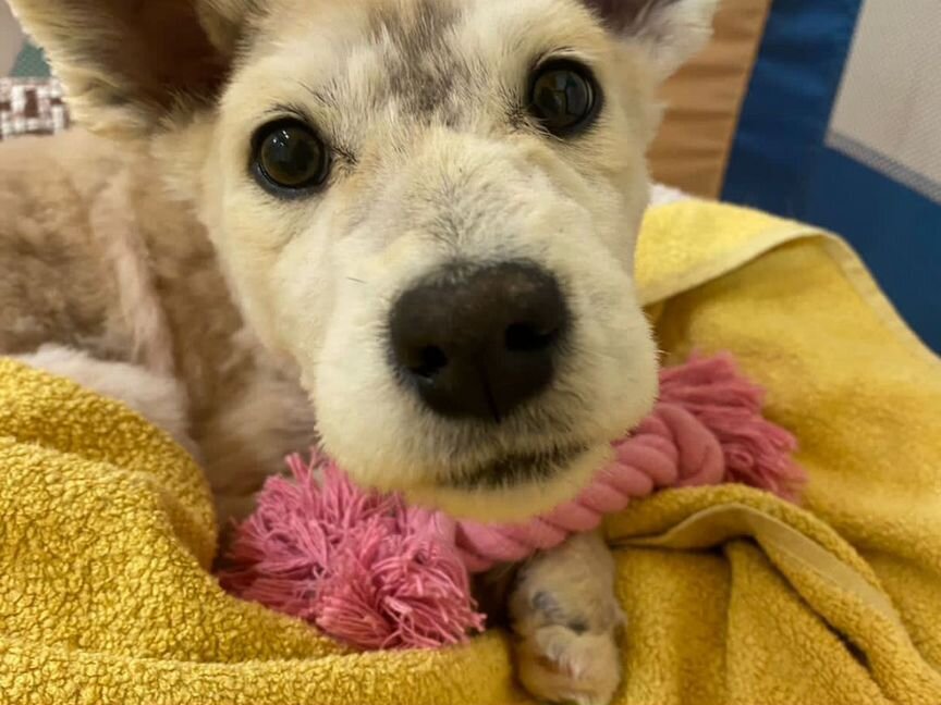 Собака в добрые руки