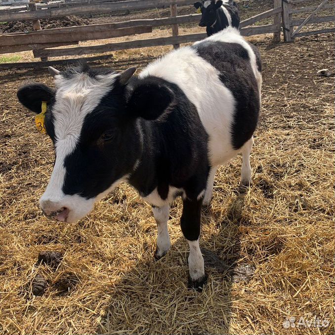 Бычки и телки