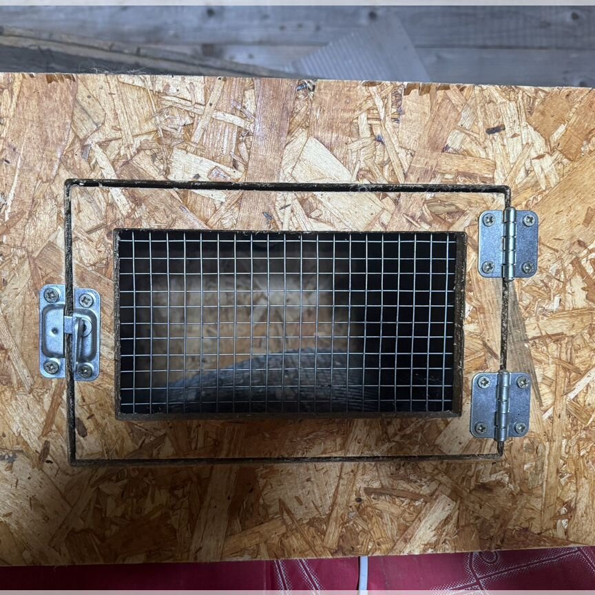 Брудер для цыплят