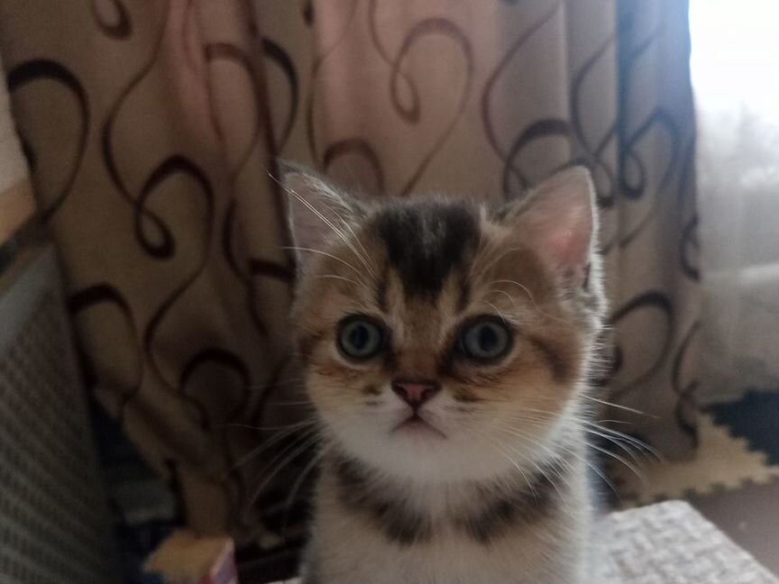 Шотландские котята золотая шиншилла